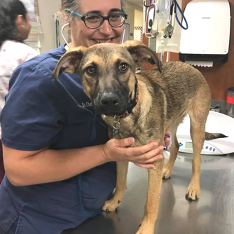 Stratford CT Veterinary Hospital | Pieper Veterinary